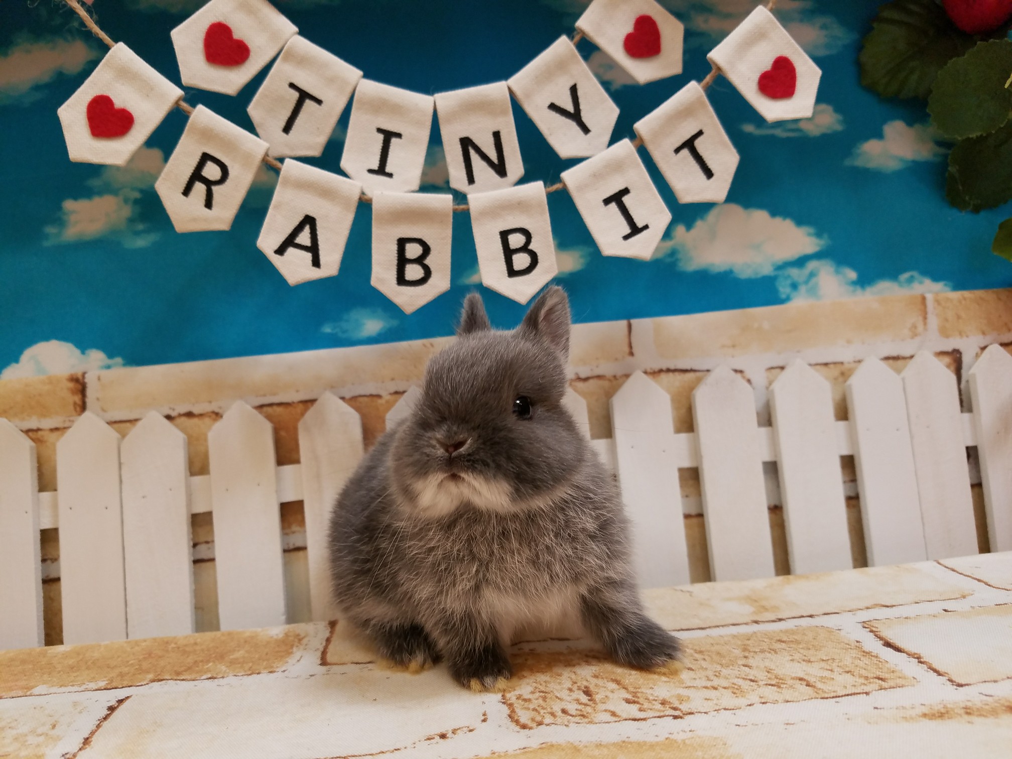 20180420_165729 ｜Tiny rabbit タイニーラビット
