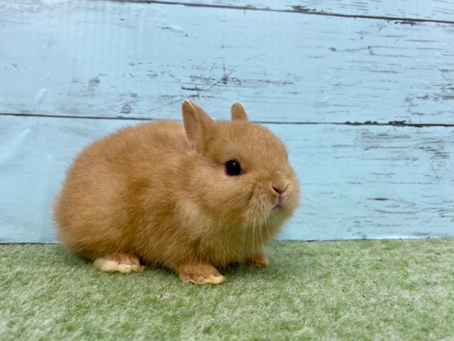 IMG_6132 ｜Tiny rabbit タイニーラビット