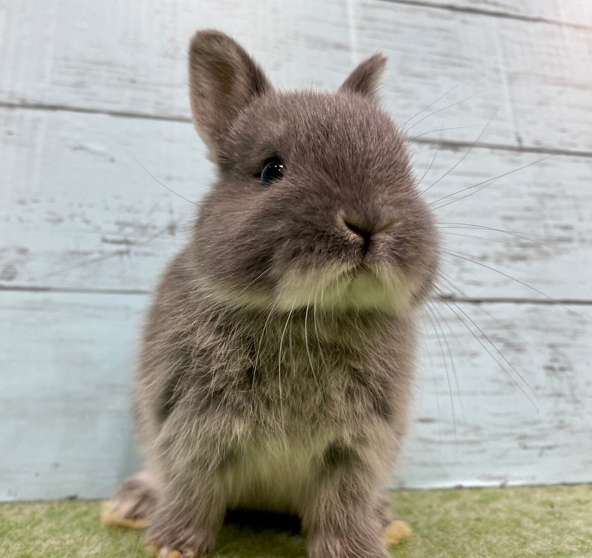 IMG_6137 ｜Tiny rabbit タイニーラビット