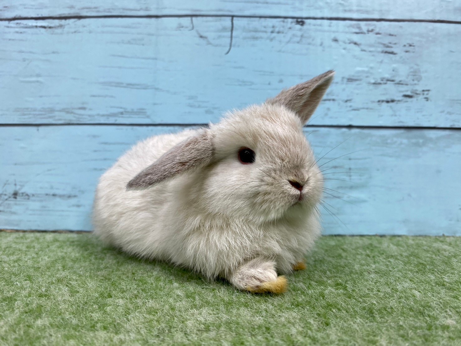 IMG_6588 ｜Tiny rabbit タイニーラビット