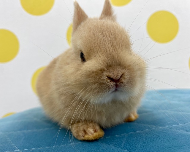 IMG_7032 ｜Tiny rabbit タイニーラビット