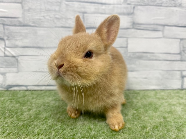 IMG_7092 ｜Tiny rabbit タイニーラビット