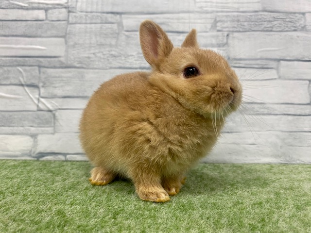 IMG_7101 ｜Tiny rabbit タイニーラビット
