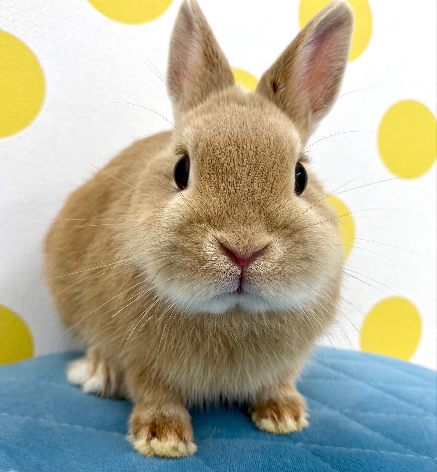 image2 ｜Tiny rabbit タイニーラビット