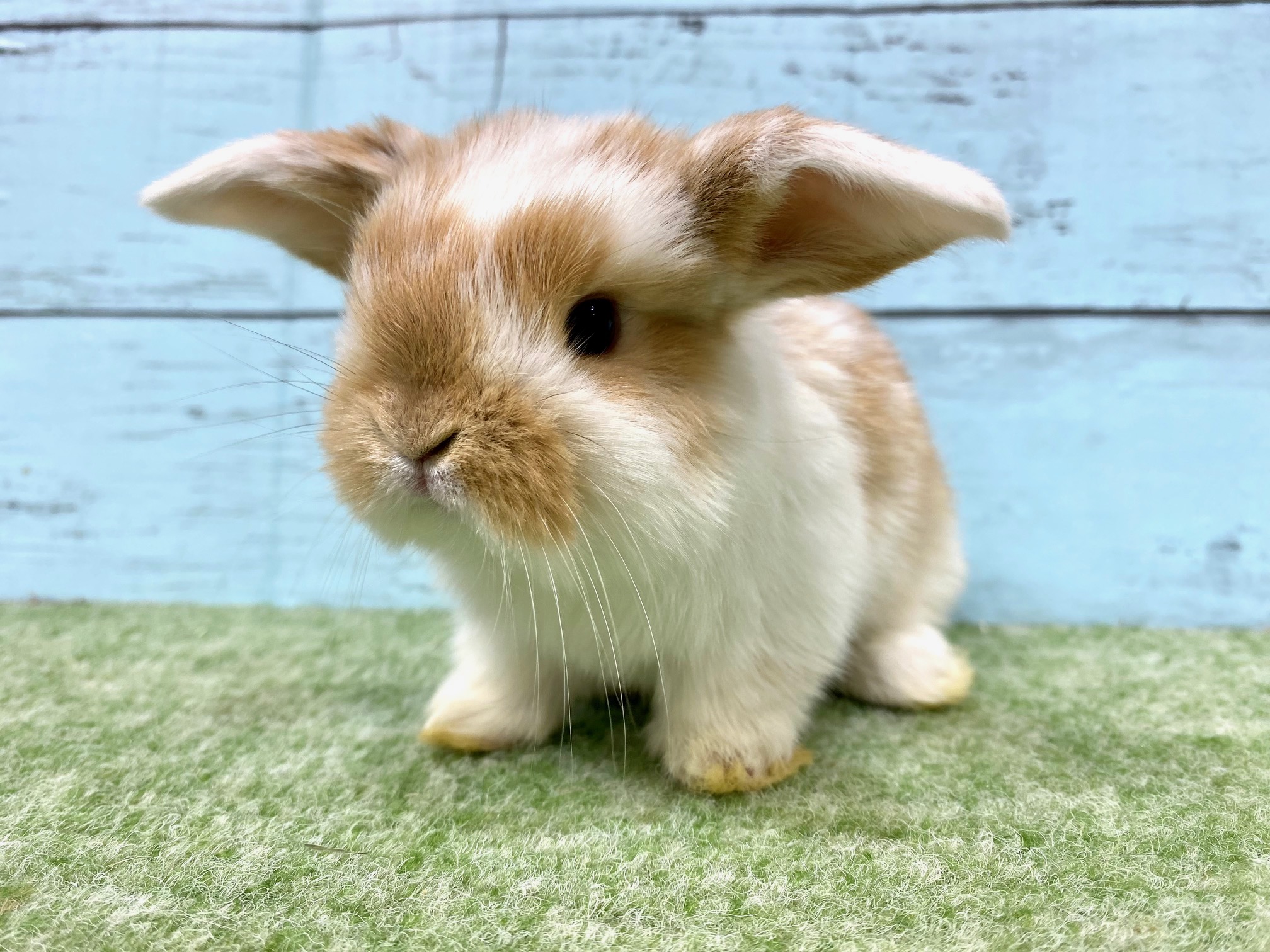 bme1 ｜Tiny rabbit タイニーラビット