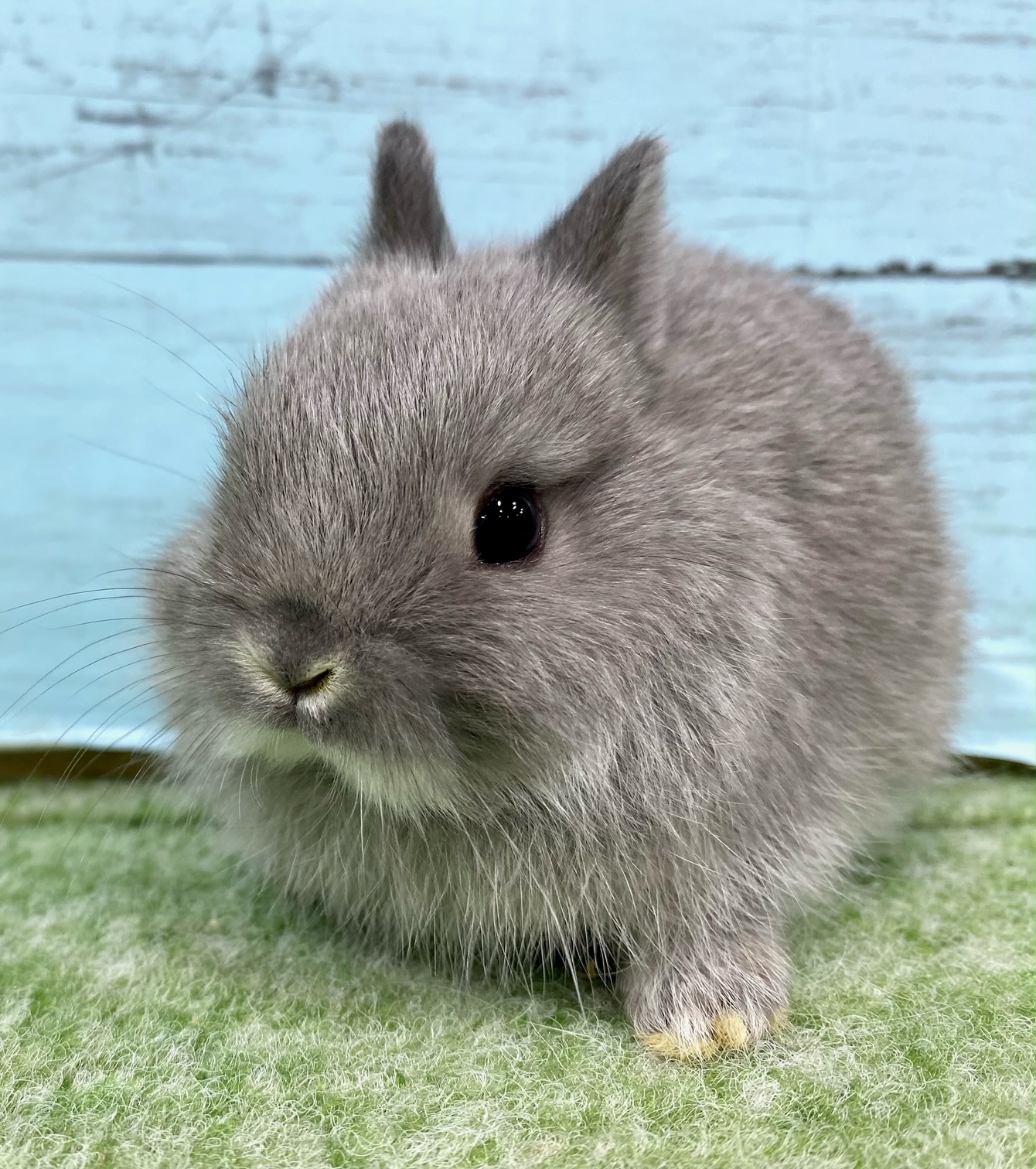 nb3 ｜Tiny rabbit タイニーラビット