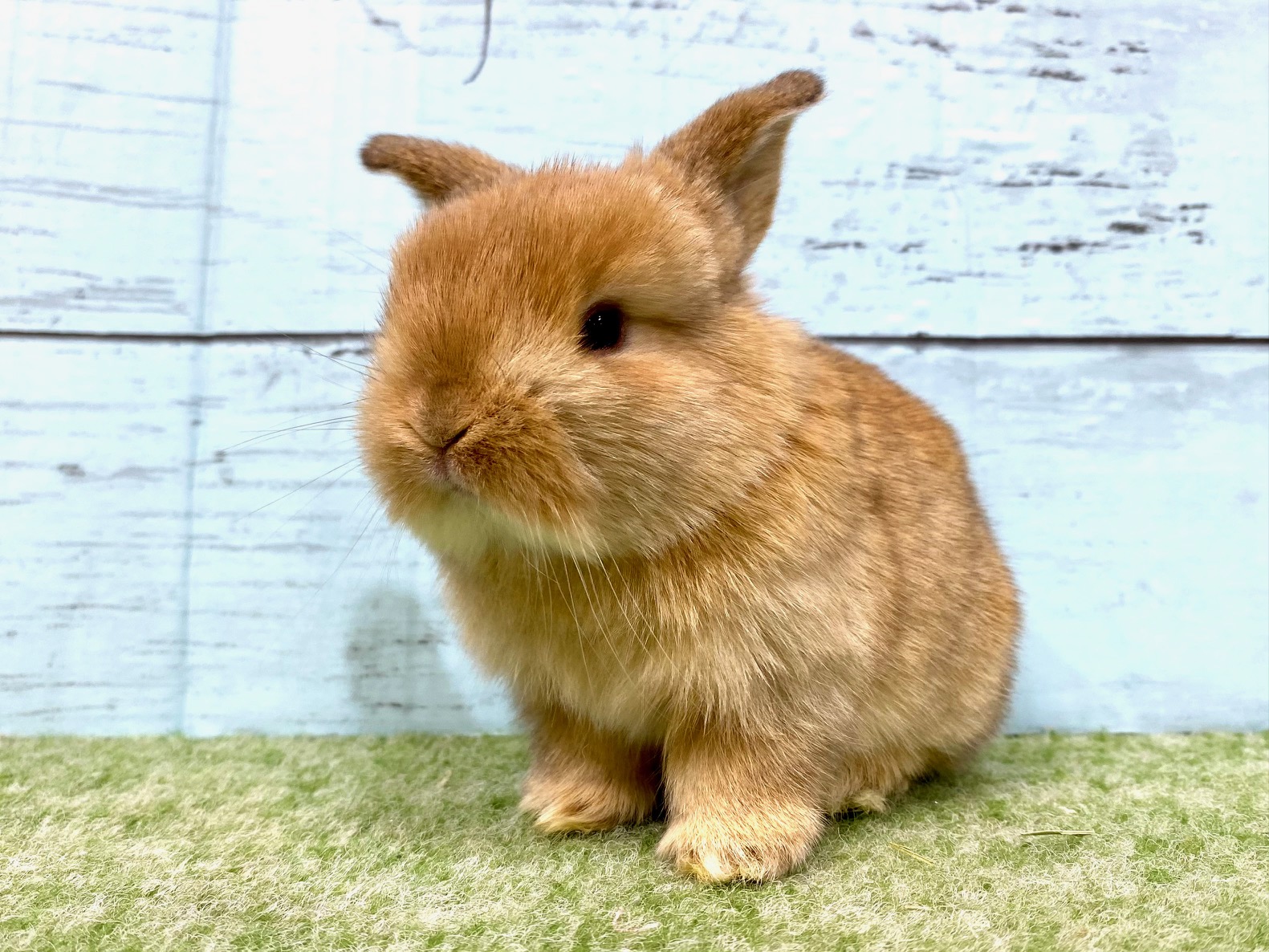 om2 ｜Tiny rabbit タイニーラビット