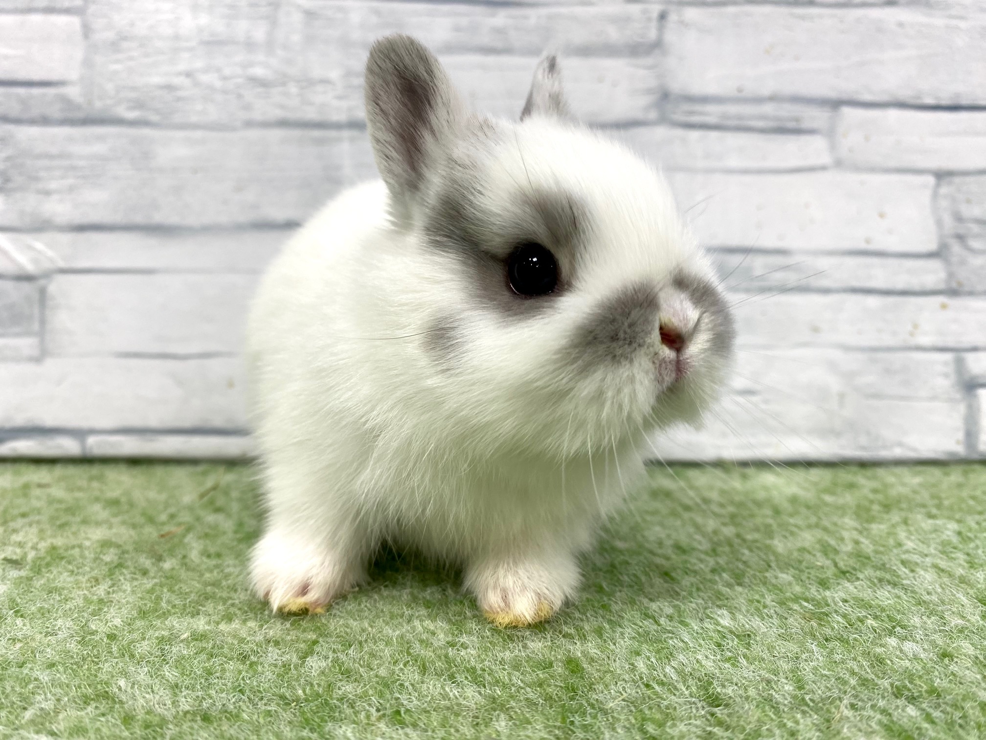 tmb2 ｜Tiny rabbit タイニーラビット