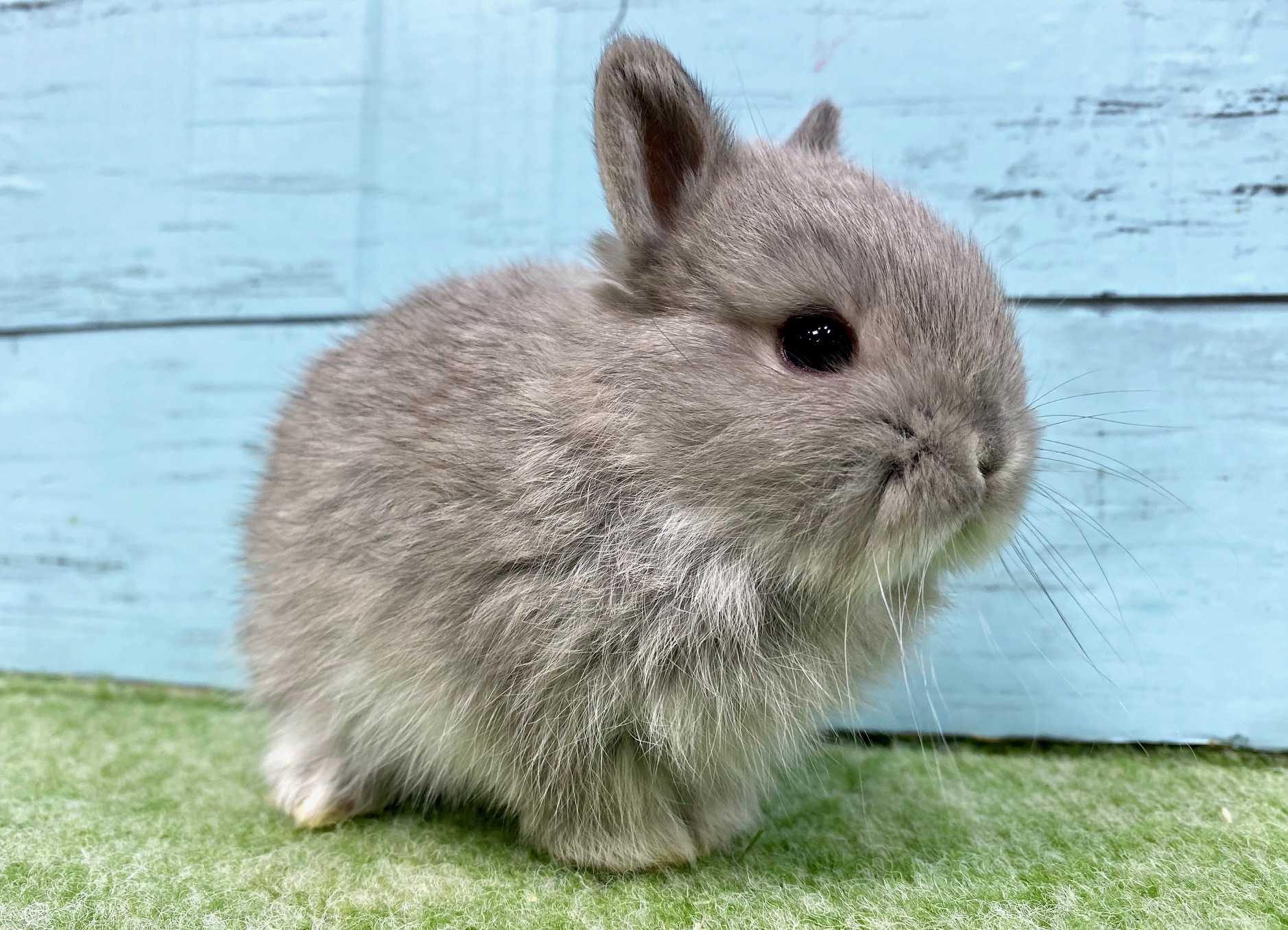 image11 ｜Tiny rabbit タイニーラビット