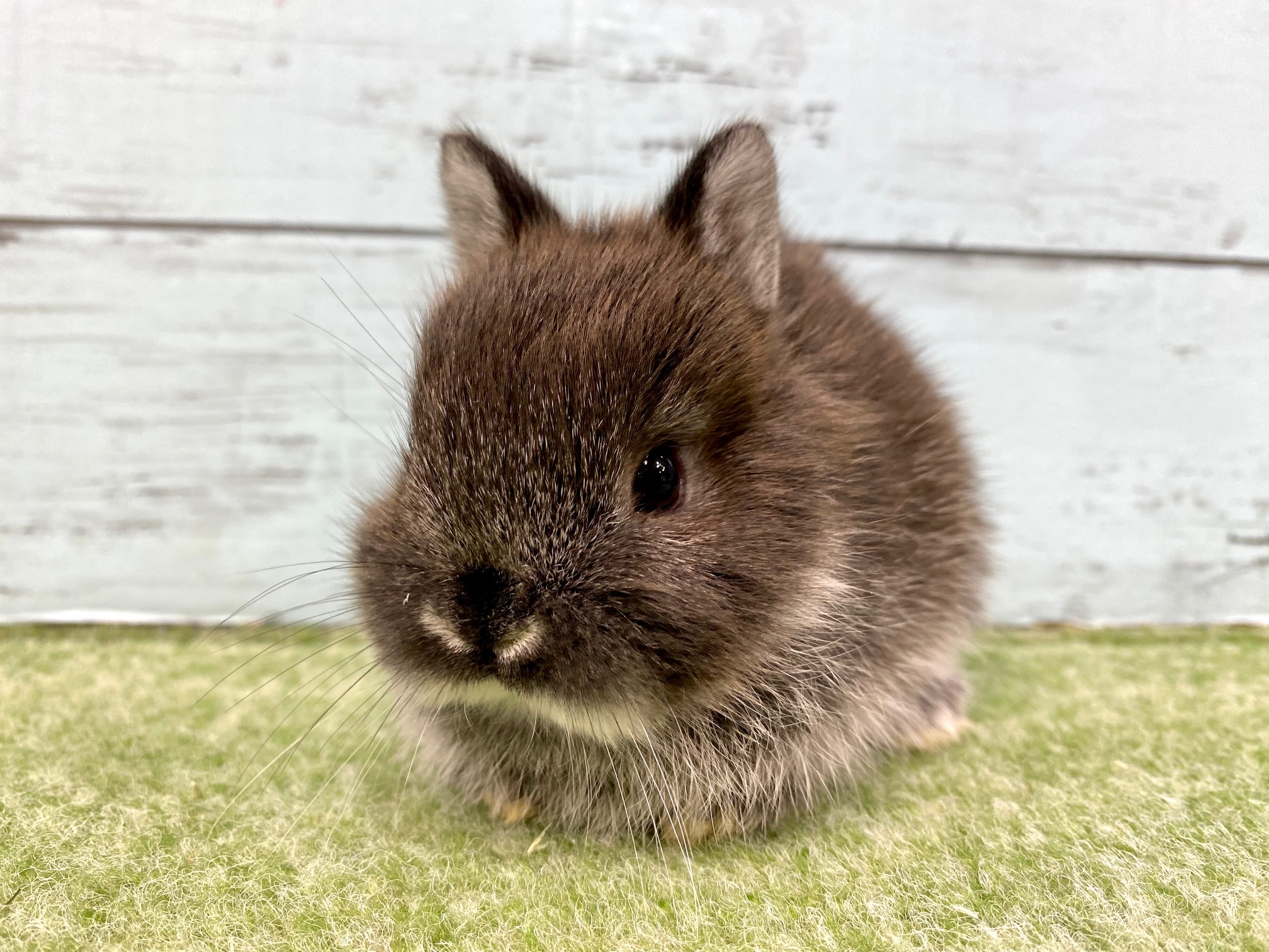 image8 ｜Tiny rabbit タイニーラビット