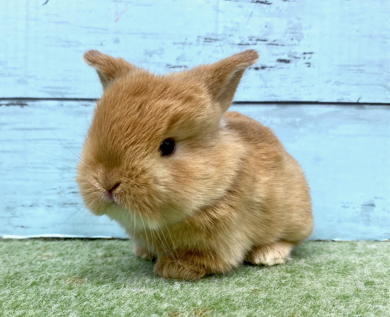 image0 – コピー (5) ｜Tiny rabbit タイニーラビット