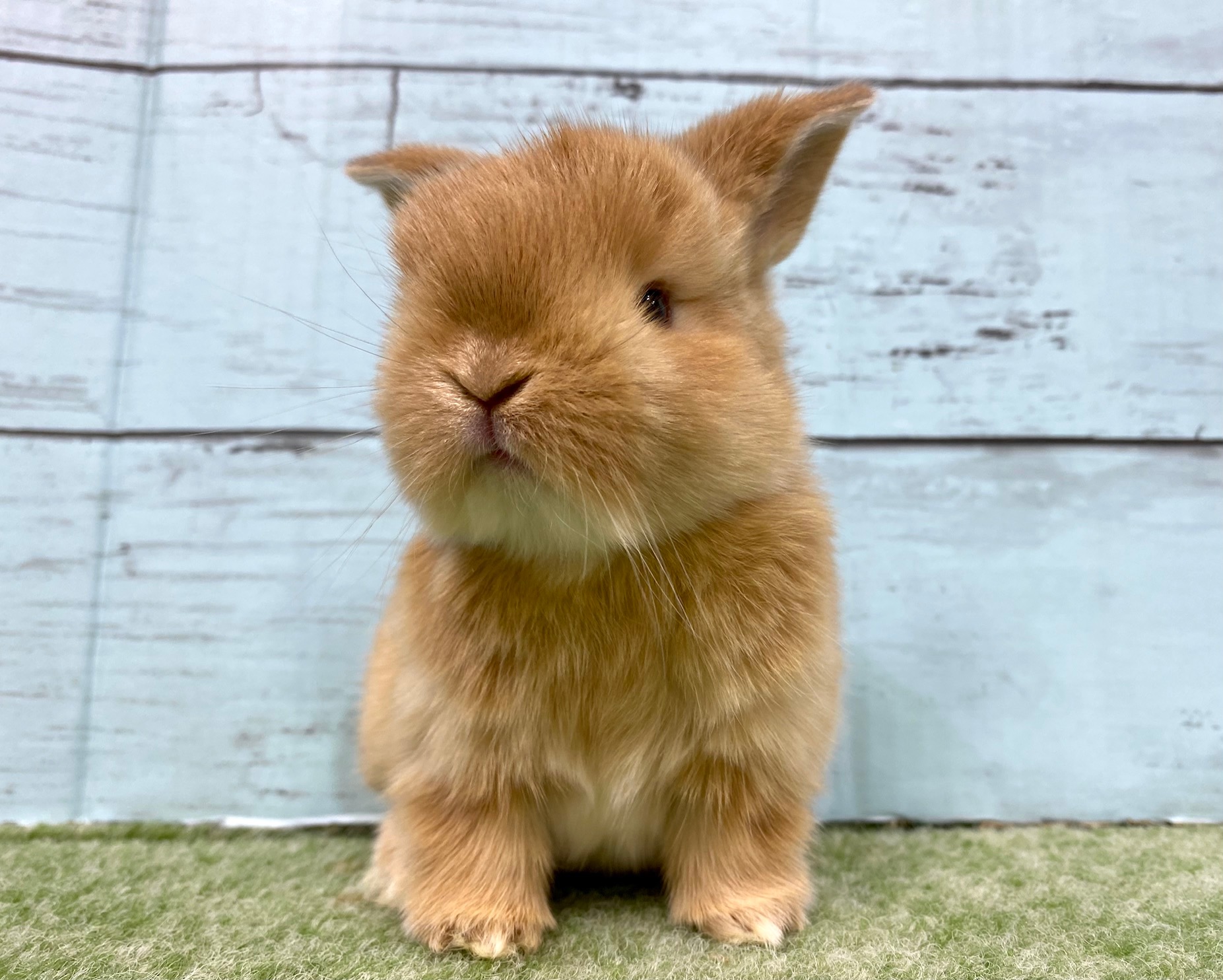 image2 – コピー (5) ｜Tiny rabbit タイニーラビット