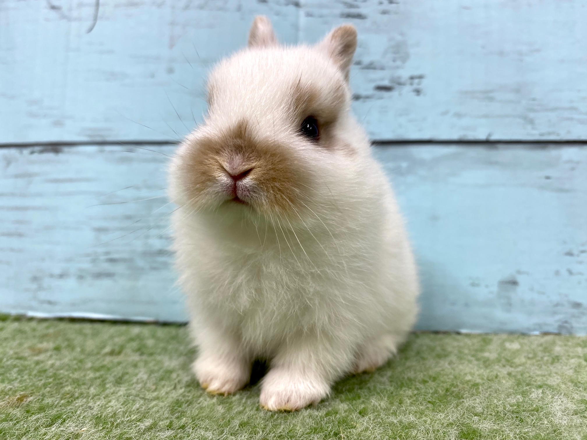 image13 ｜Tiny rabbit タイニーラビット