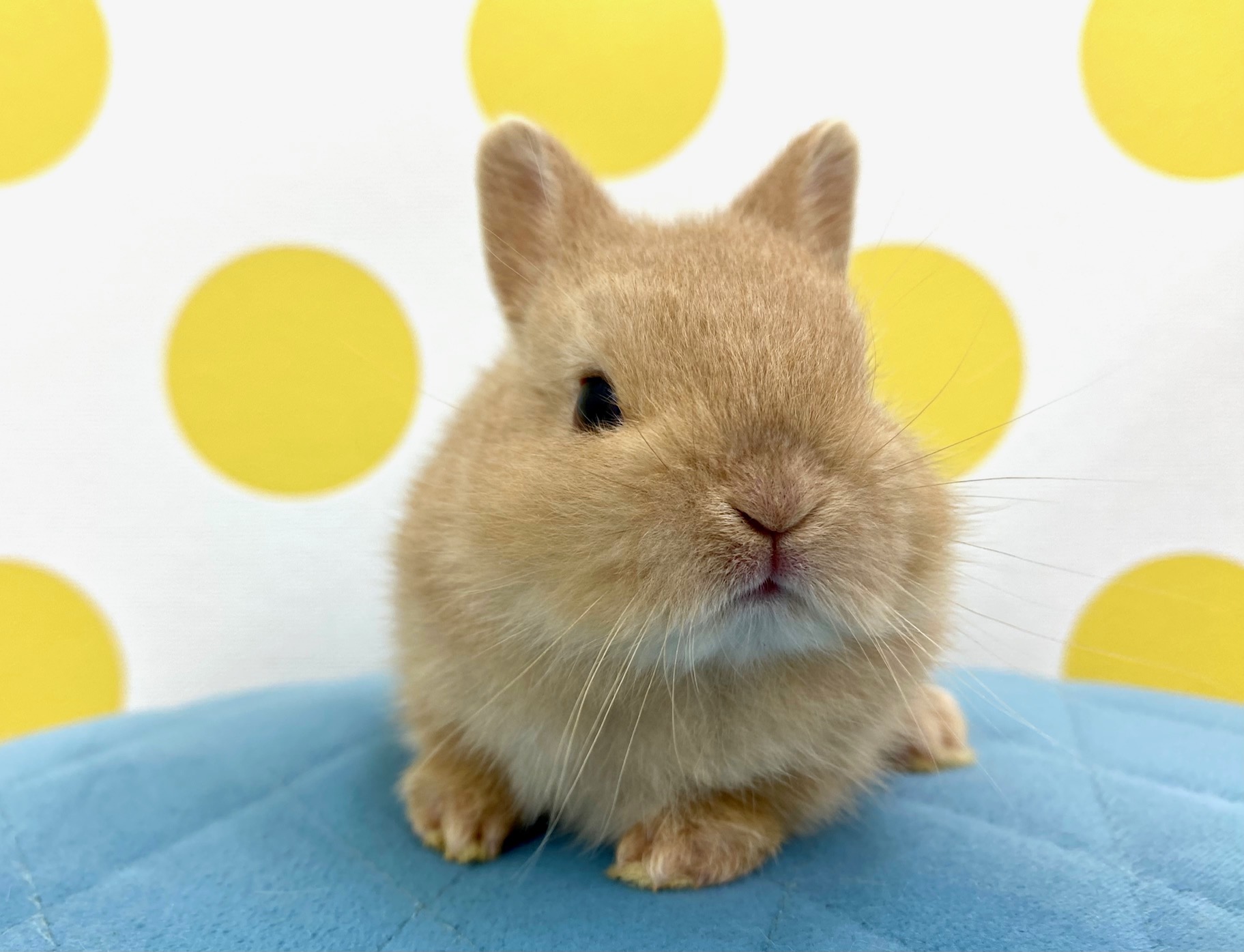 image8 ｜Tiny rabbit タイニーラビット